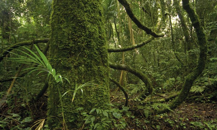 La Selva Misionera es el ambiente con mayor biodiversidad del país y se ...