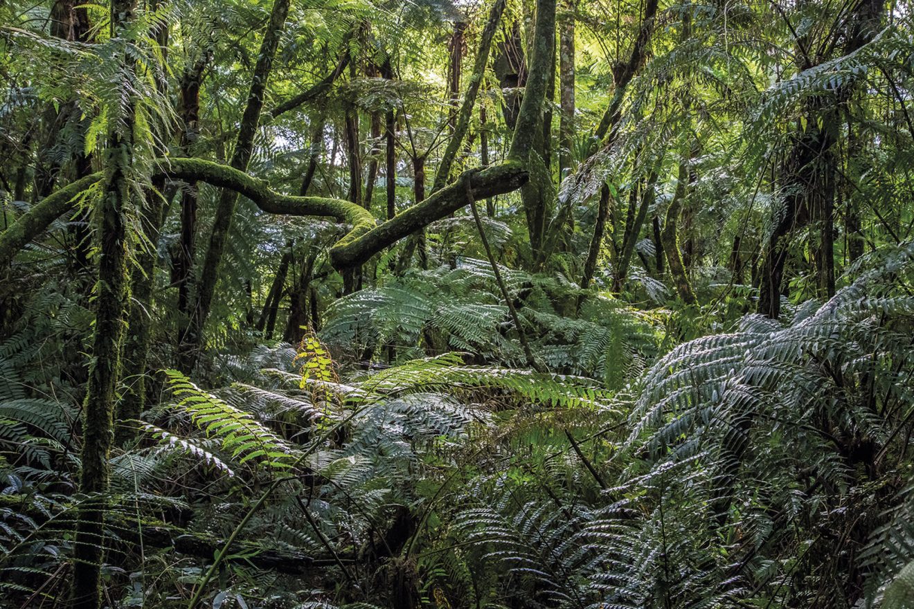 La Selva Misionera es el ambiente con mayor biodiversidad del país y se ...