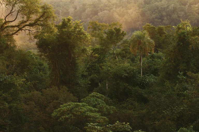 La Selva Misionera es el ambiente con mayor biodiversidad del país y se ...