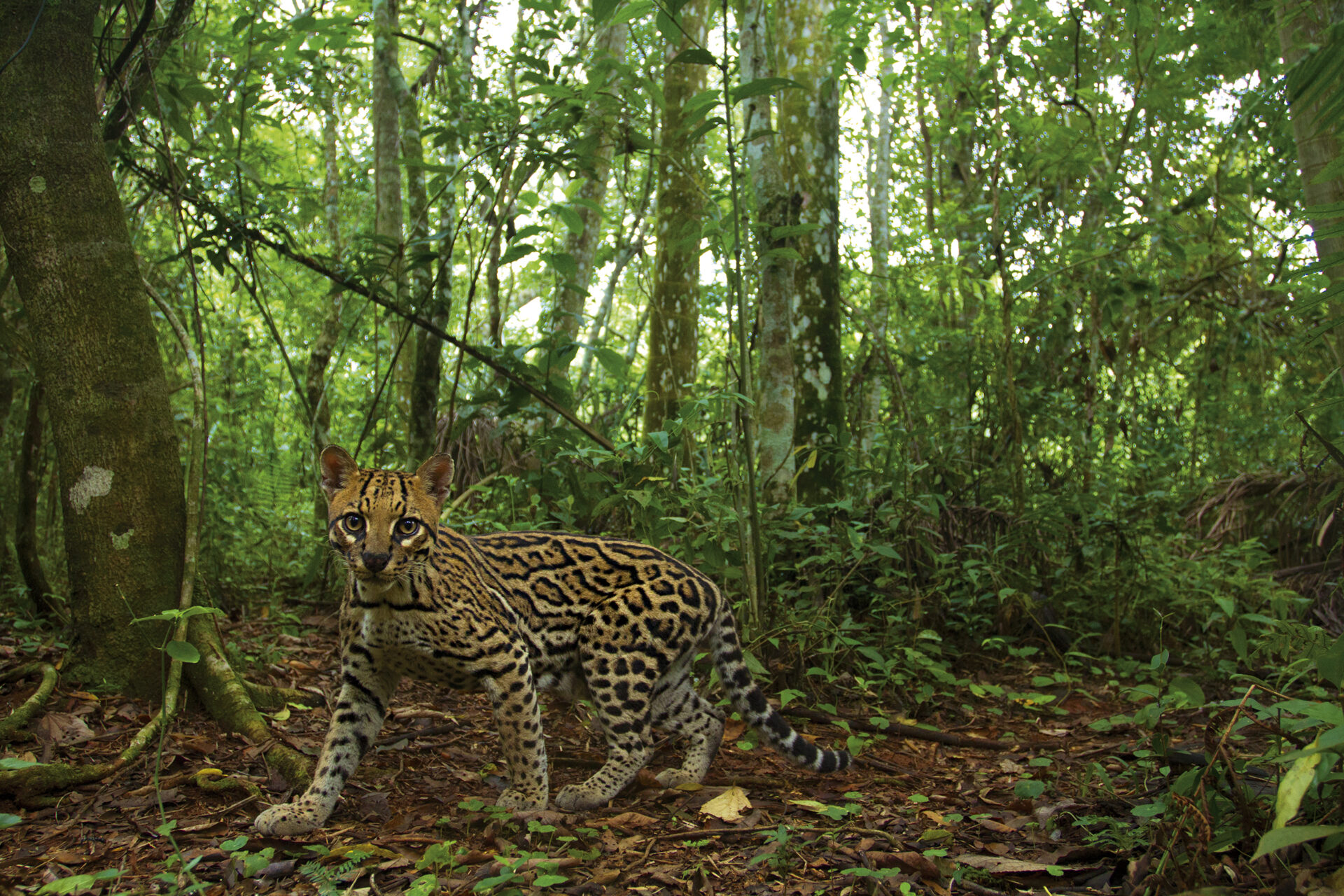 La Selva Misionera es el ambiente con mayor biodiversidad del país y se ...