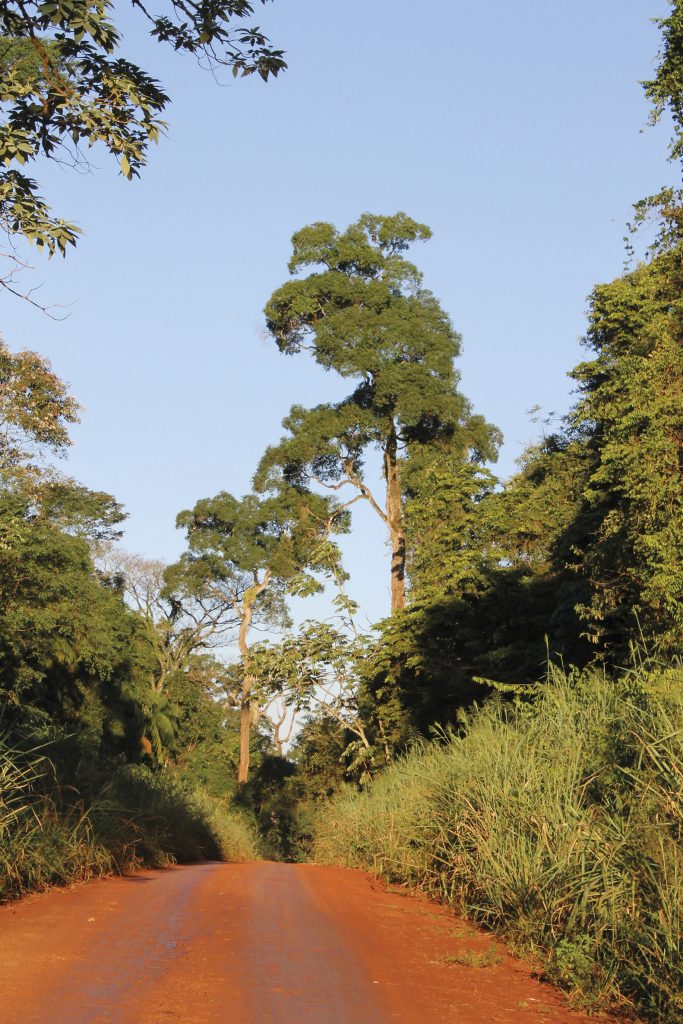 La Selva Misionera es el ambiente con mayor biodiversidad del país y se ...