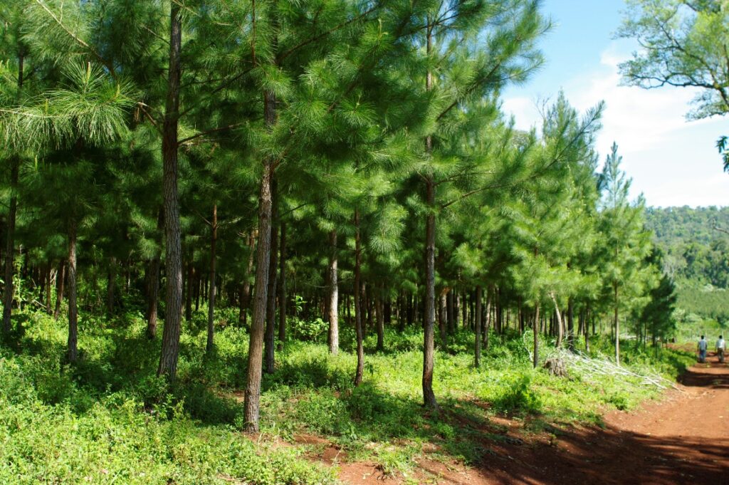 La preocupación por la conservación de los bosques nativos que ...