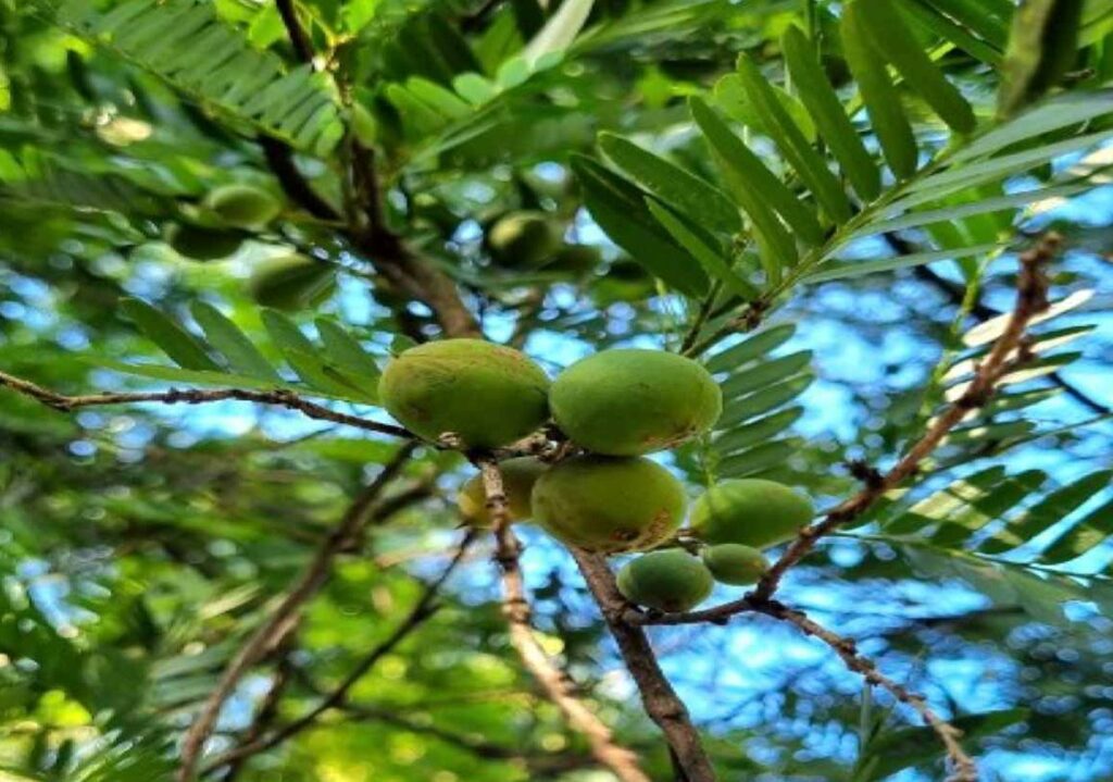 Conocé al árbol de Alecrín: una de las especies nativas maderables de ...