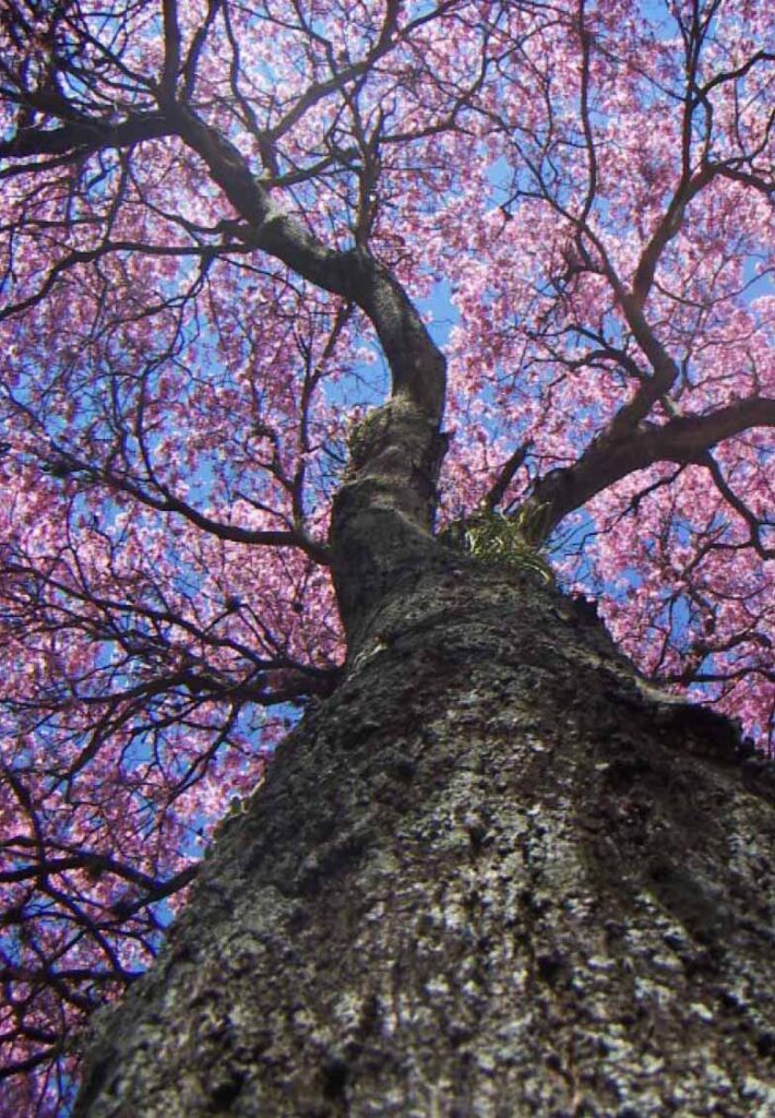 Conocé al árbol de Lapacho negro: una de las especies nativas ...