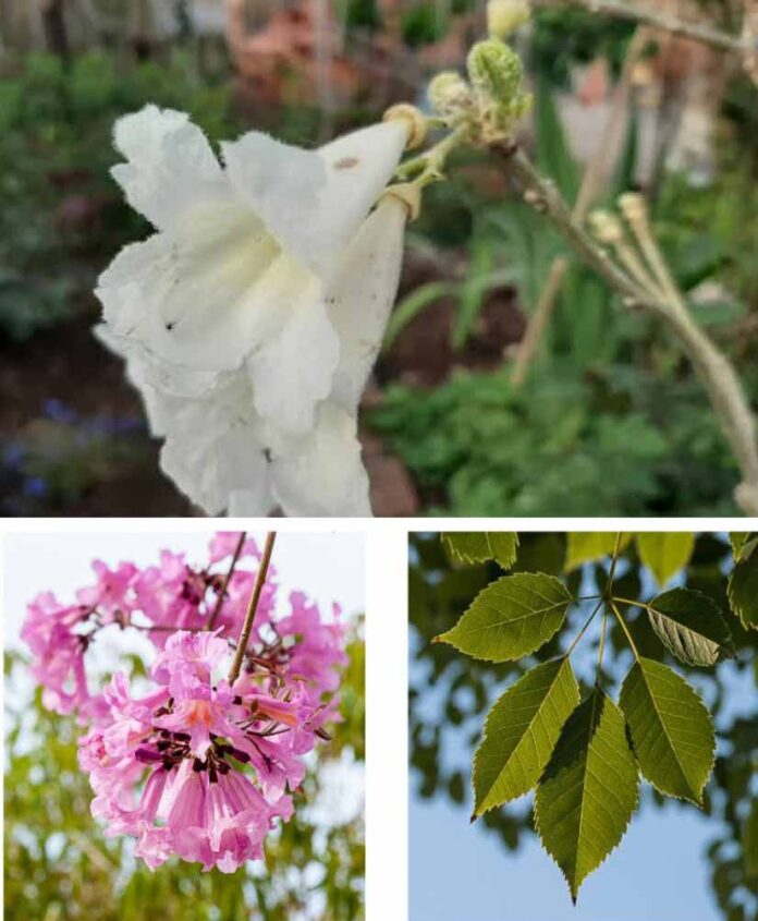 Conocé al árbol de Lapacho negro: una de las especies nativas ...
