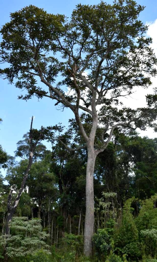 Conocé al árbol de Cedro: una de las especies nativas maderables más ...