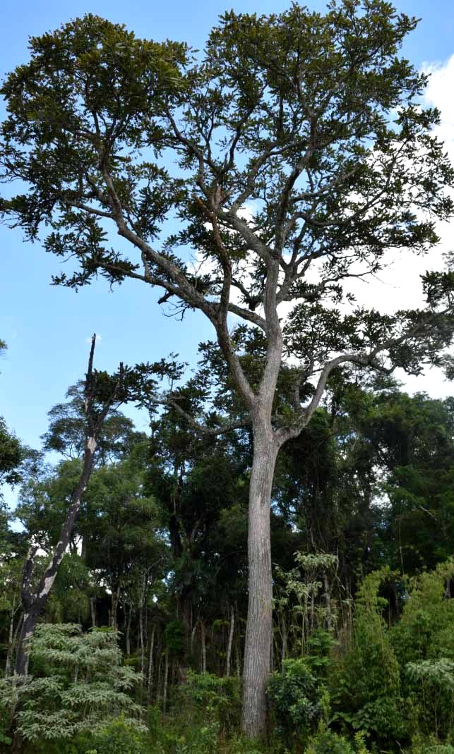 Conocé al árbol de Cedro: una de las especies nativas maderables más ...
